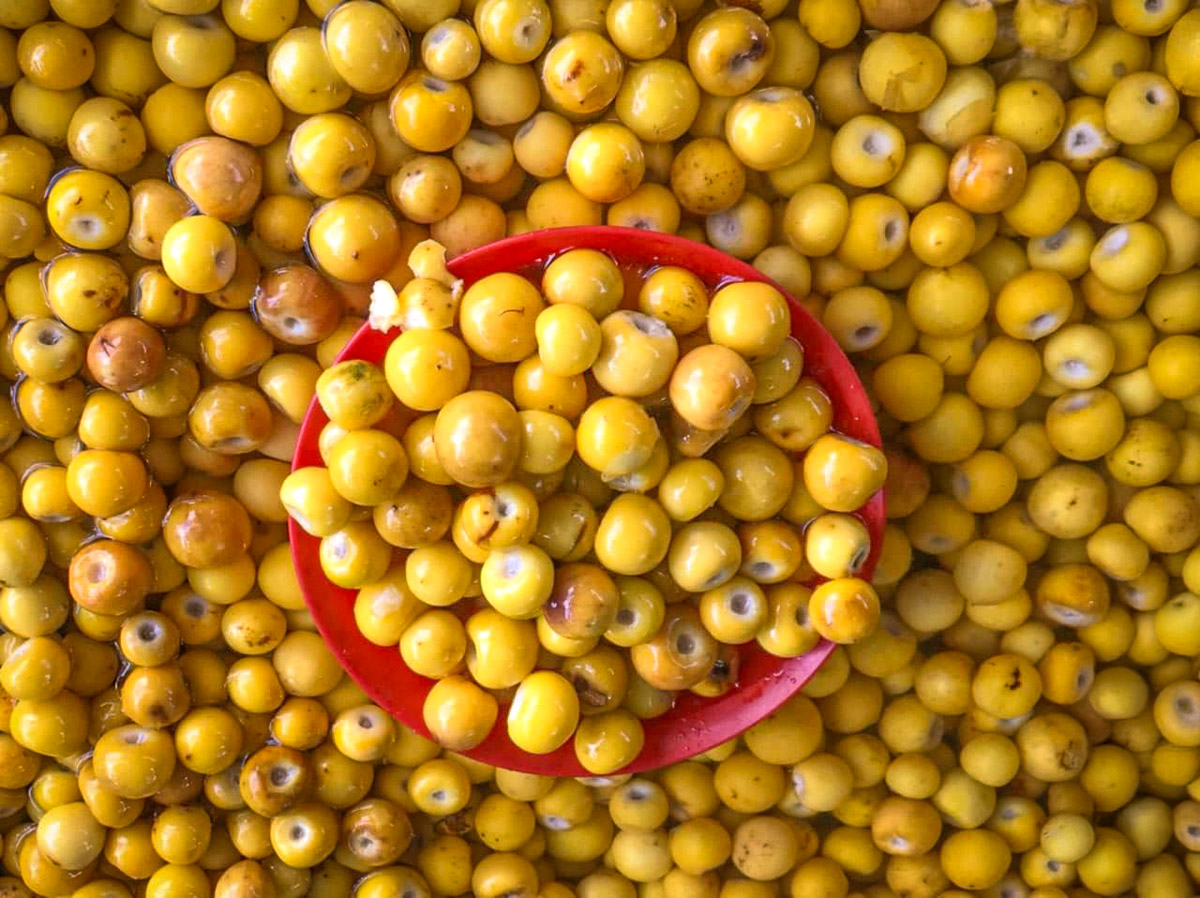 ¿Conoces los beneficios de comer nances, la fruta estrella de esta ...