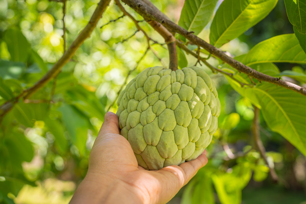 Descubre dónde y cómo se cultivan las anonas más sabrosas de El Salvador - XPOT