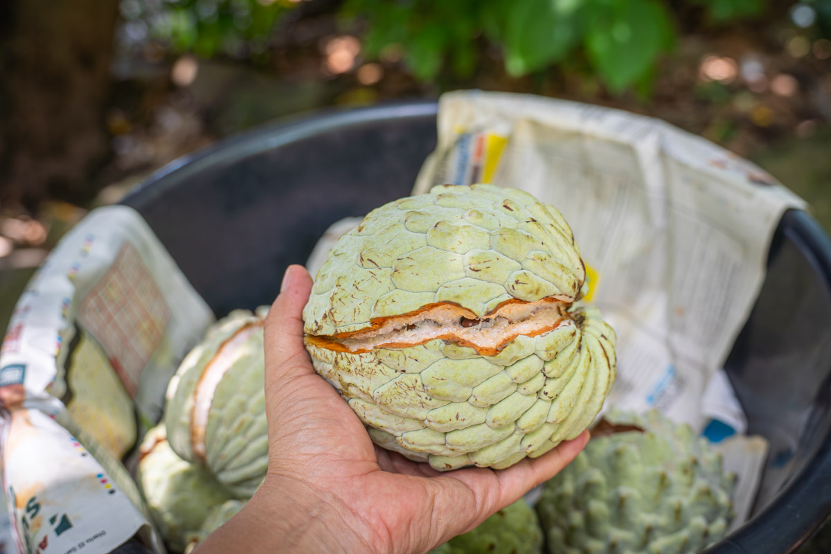 Descubre dónde y cómo se cultivan las anonas más sabrosas de El ...