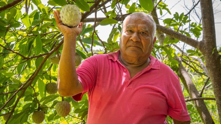 Descubre dónde y cómo se cultivan las anonas más sabrosas de El ...